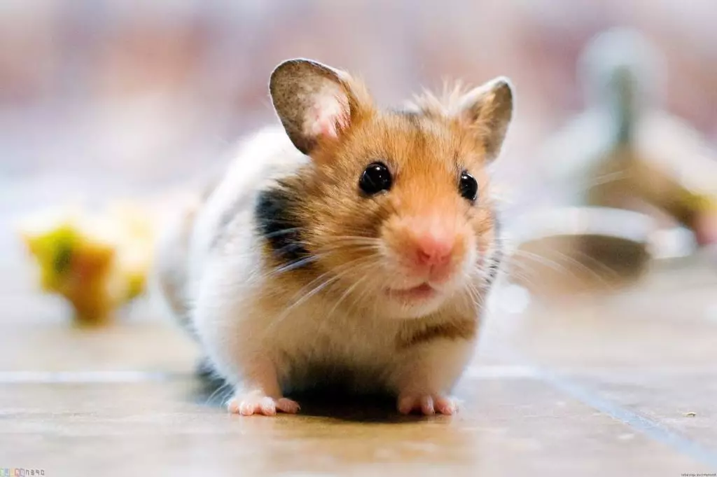 Welches Training braucht ein gesunder Hamster?