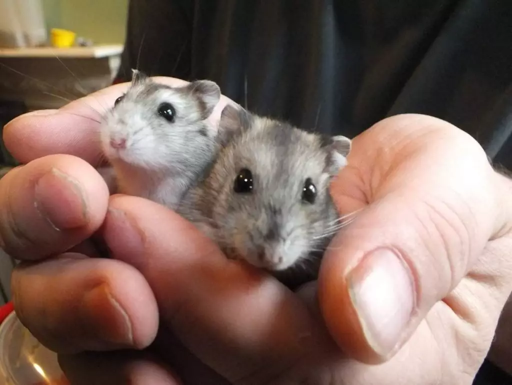 Pequenos hamsters.