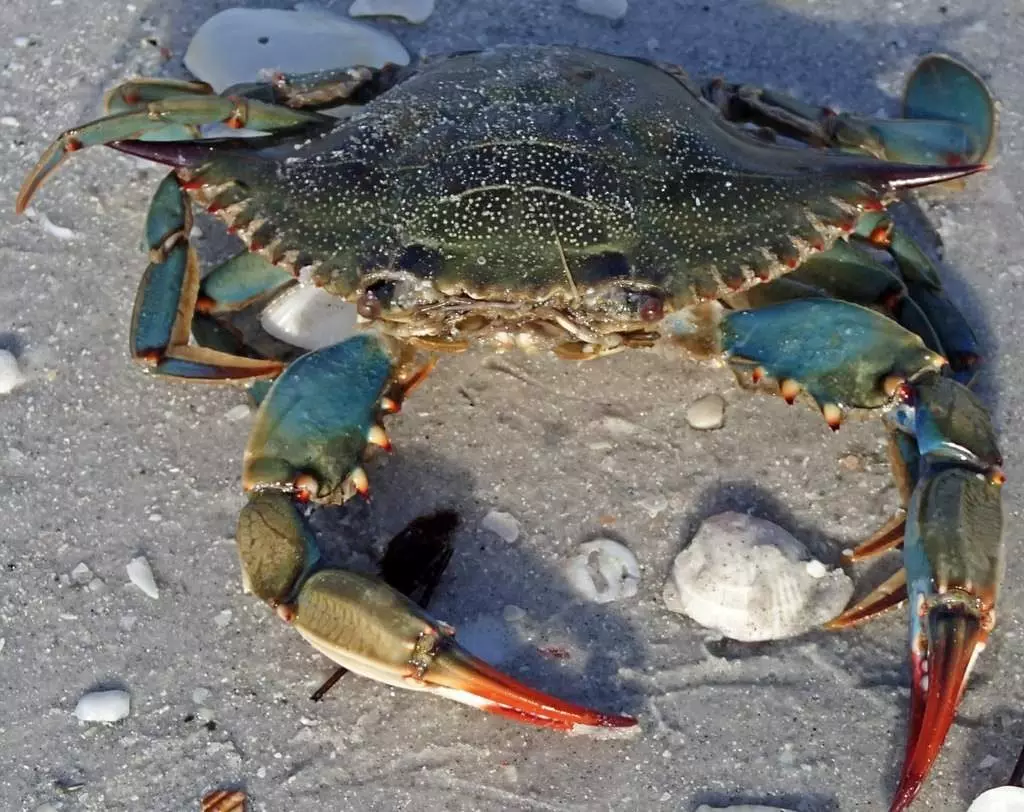 निळा खेकडा (Callinectes sapidus)