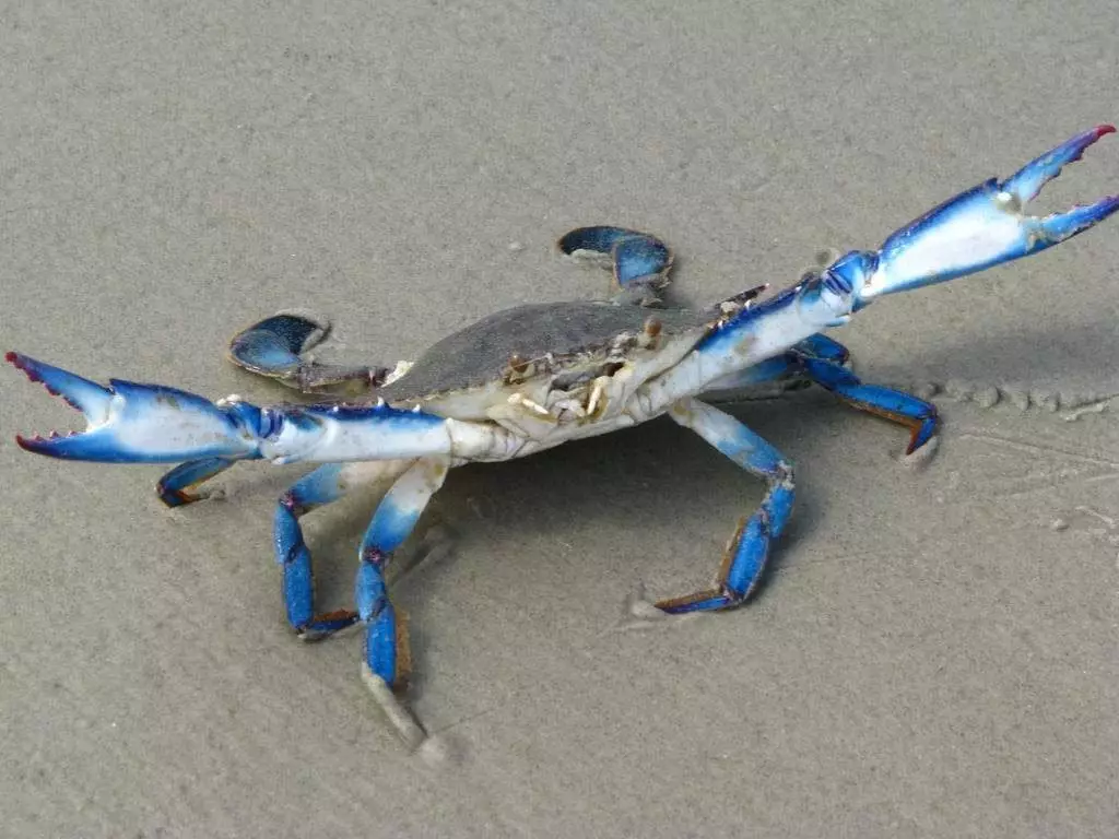 निळा खेकडा (Callinectes sapidus)