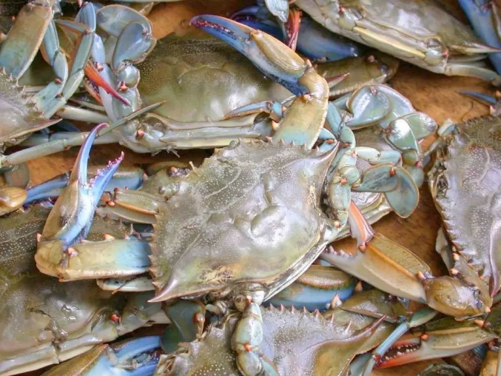 ကဏန်းပြာ (Callinectes sapidus)