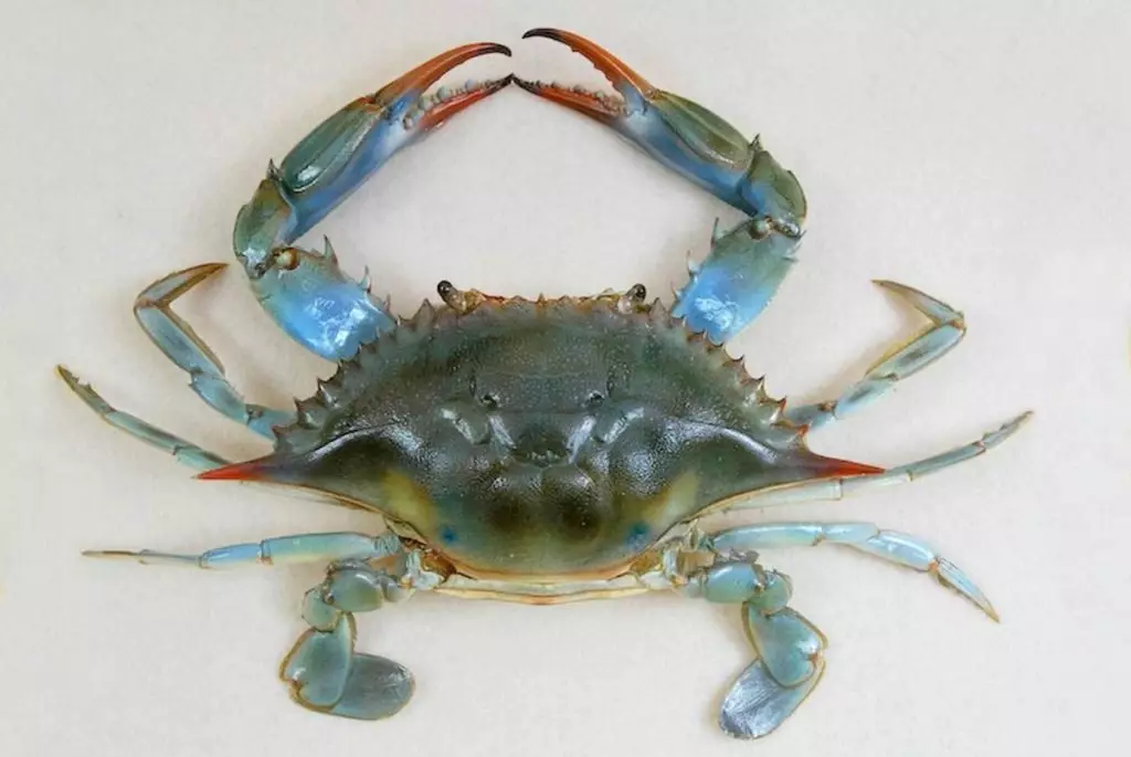 निळा खेकडा (Callinectes sapidus)