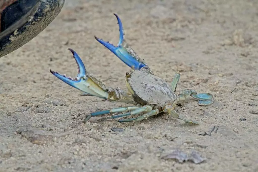 निळा खेकडा (Callinectes sapidus)