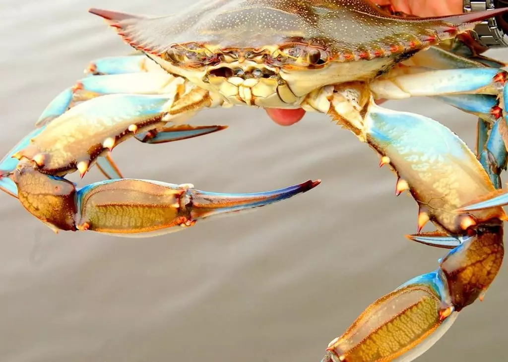 ကဏန်းပြာ (Callinectes sapidus)