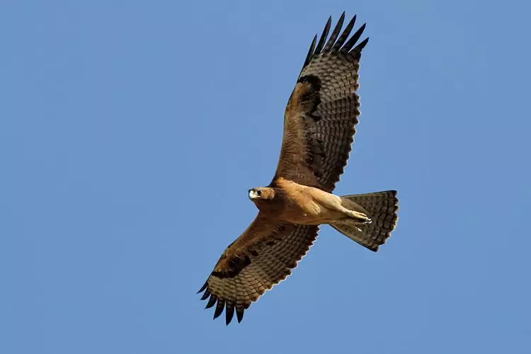 ນົກອິນຊີ Hawk (Aquila fasciata).