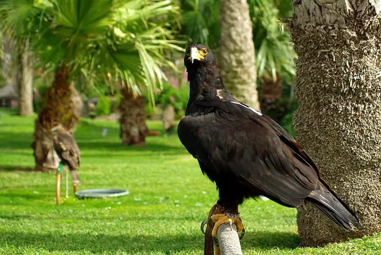 काफिर गरुड (Aquila verreauxii).