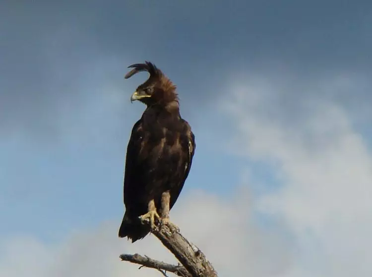 Comb eagle (Lophaetus occipitalis).