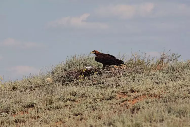 Στεπικός αετός (Aquila rapax) στη φωλιά.