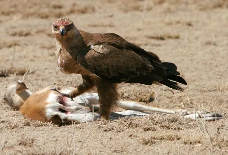 ນົກອິນຊີ steppe ເຮັດໃຫ້ງູເຕັມໄປດ້ວຍຊີ້ນຂອງ gazelle ທີ່ຖືກຂ້າຕາຍ.