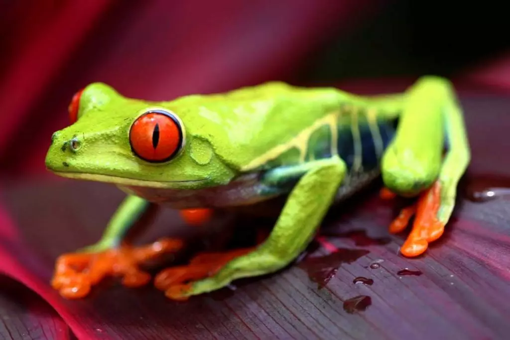 Женската дървесна жаба снася едно по едно яйце, като ги фиксира върху листата, които висят над водата.