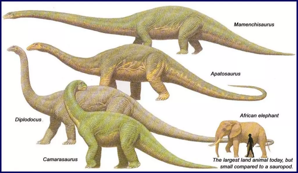 Apatosaurus comparisonين ڊائنوسارن ، جديد جانورن ۽ انسانن جي مقابلي ۾.