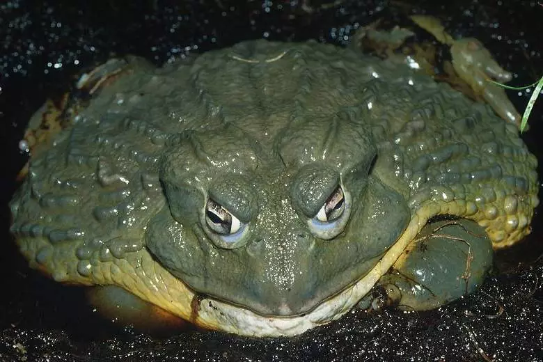 Goliath frog (Conraua goliath).