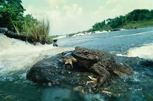 Cette espèce de grenouille vit dans une eau riche en oxygène.