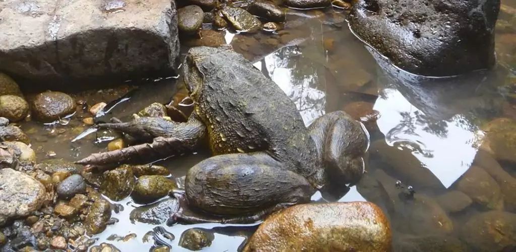 Ces grenouilles sont considérées comme des animaux propres, leur viande a un goût sucré et elle est également considérée comme bénéfique pour les femmes enceintes.