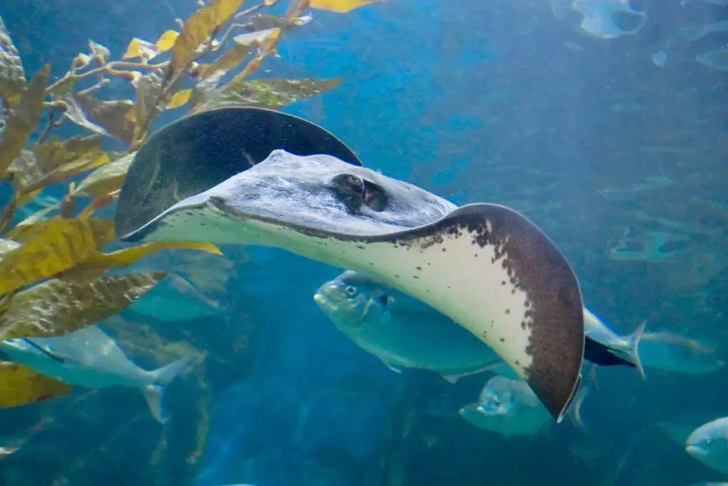 Giant ray dlo dous (Himantura polylepis