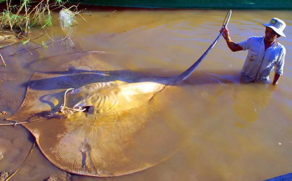 Giant ray dlo dous (Himantura polylepis