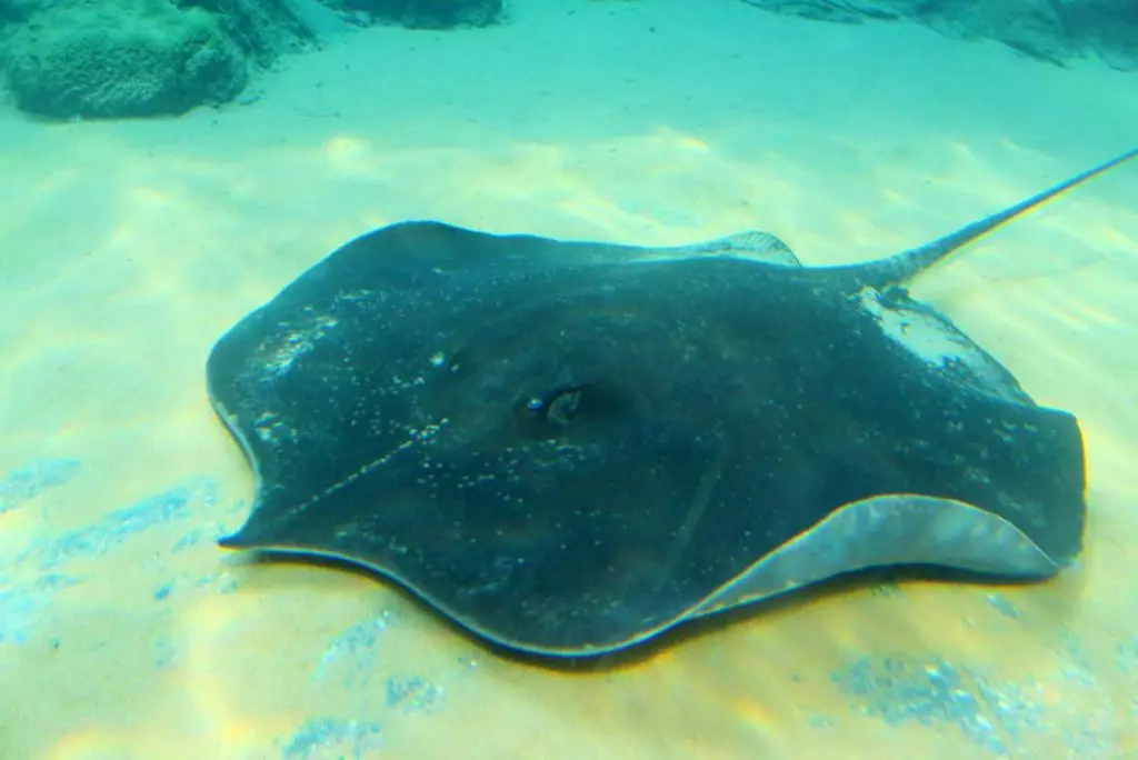 Giant ray dlo dous (Himantura polylepis