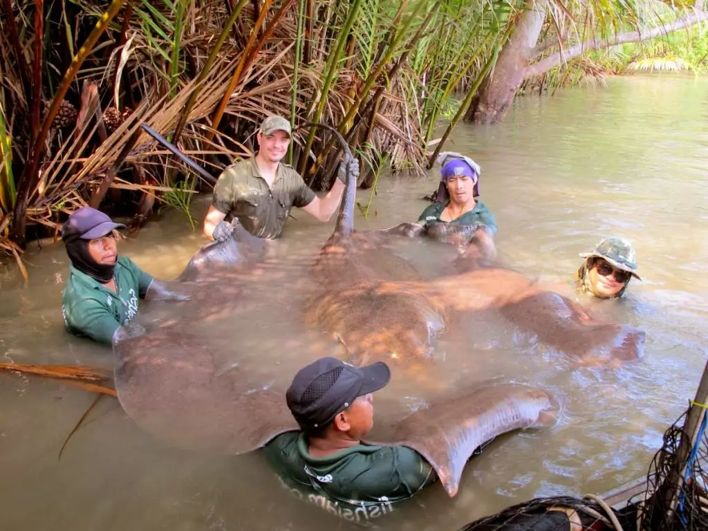 Giant ray dlo dous (Himantura polylepis