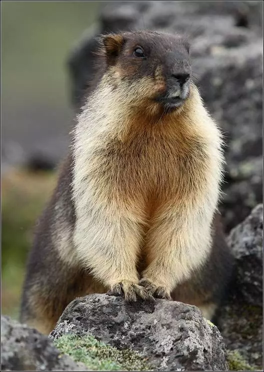 Nhema-yakavhara marmot: mararamiro echeputi