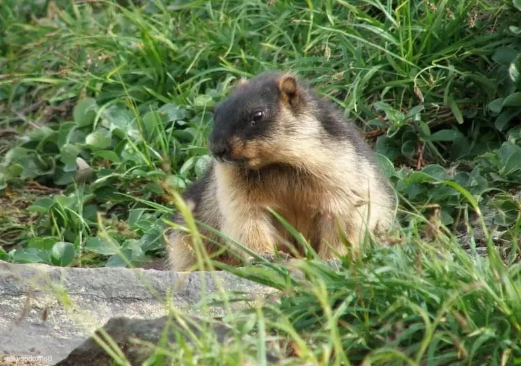 Hierdie marmotte maak gange en kamers van die oorwinteringsgrawe op 'n vlak diepte (van 22 tot 70 sparre) in die bevrore grondlaag.