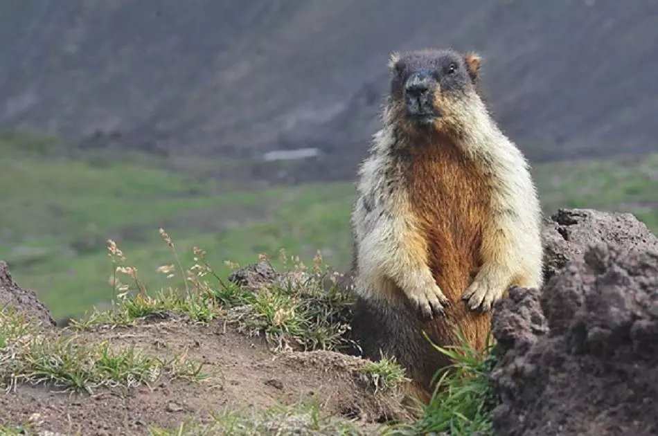 Swartmarmot slaap in die tweede helfte van September - vroeg in Oktober, word in Mei wakker.