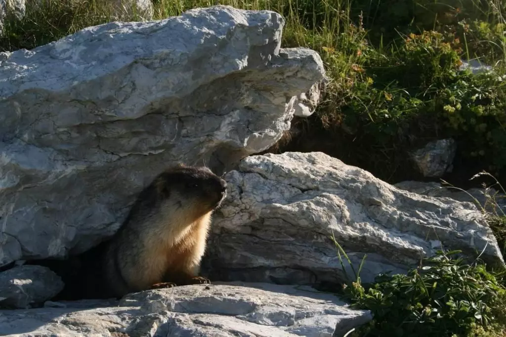 Die marmot het sy naam gekry vanweë sy kleur: monochromaties bruin oor die hele liggaam met 'n donker kol op die kop. Op 'n afstand lyk dit asof hy 'n swart pet het.