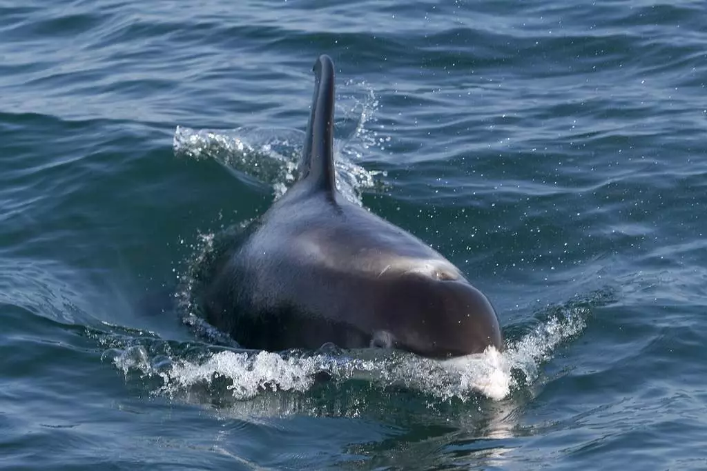 Chinyanyo kuzivikanwa nezve hupenyu hweye-chena-yakatarisana dolphin, nekuti iyo mammimal isingawanzo.