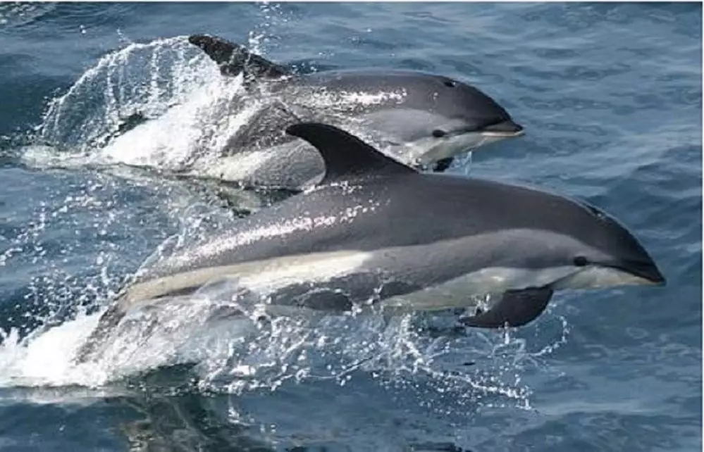 Em média, o tempo de vida de um golfinho em seu habitat natural é de 35 a 40 anos, mas em cativeiro, o tempo de vida é bastante reduzido.