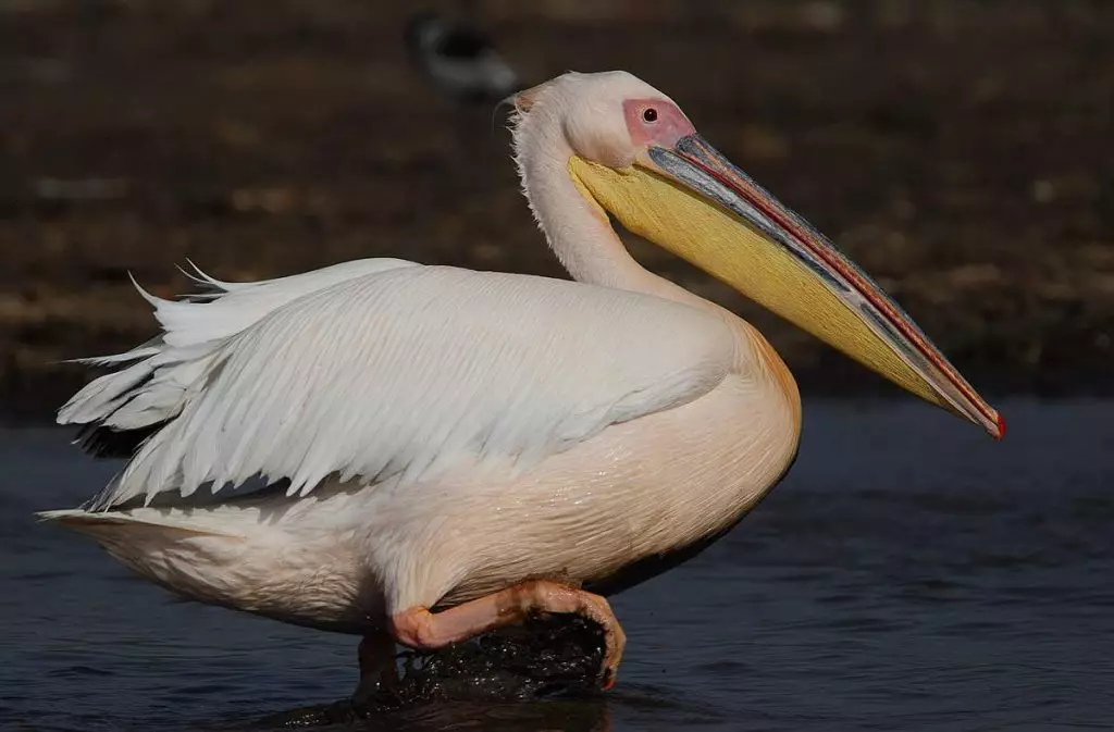 Lyserød pelikan (Pelecanus onocrotalus).