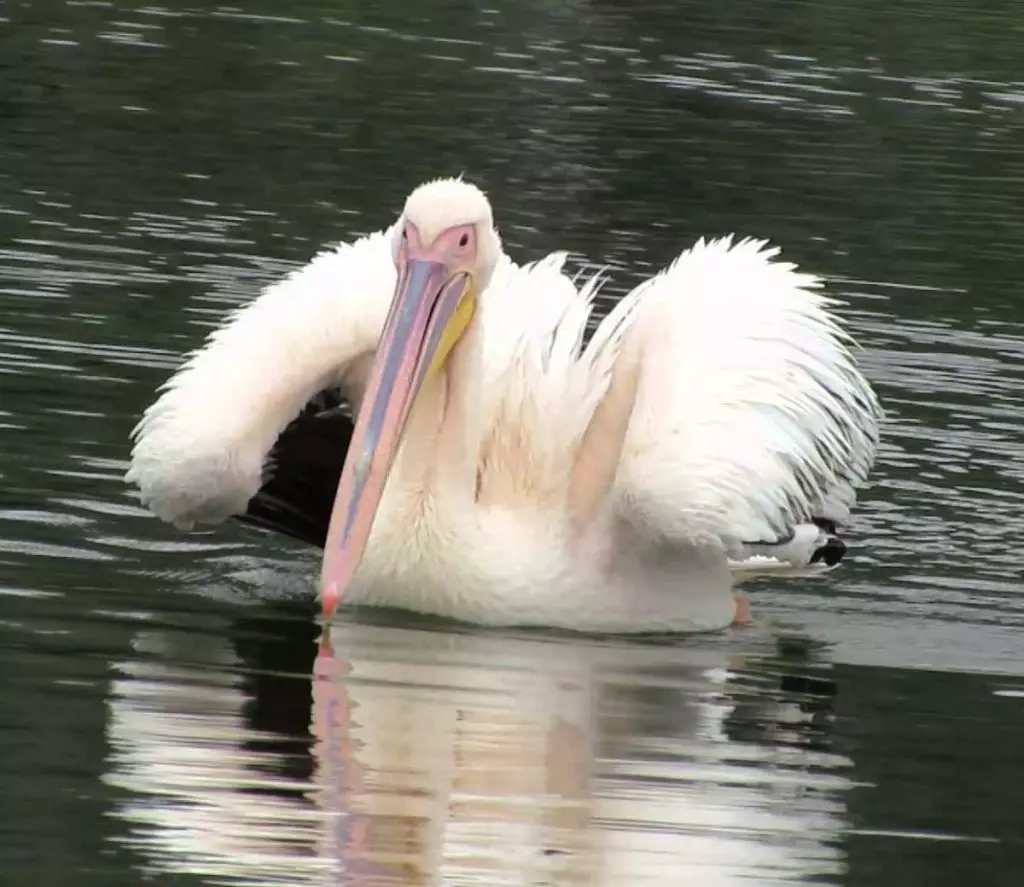 Tus liab pelican liab tau teev tseg hauv Phau Ntawv Liab ntawm Russia raws li cov tsiaj uas muaj kev phom sij.