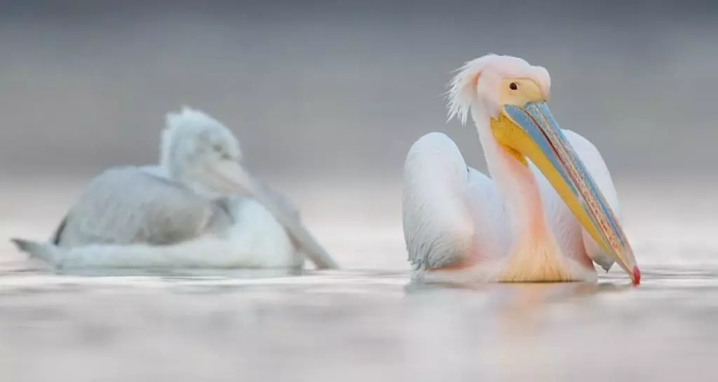گلابي Pelican هڪ نسل پرست مهاجر ۽ لڏپلاڻ ڪندڙ آهي.