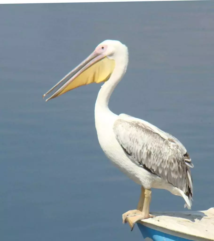 Ama-pelican ama-pink yizinyoni ezizodwa.
