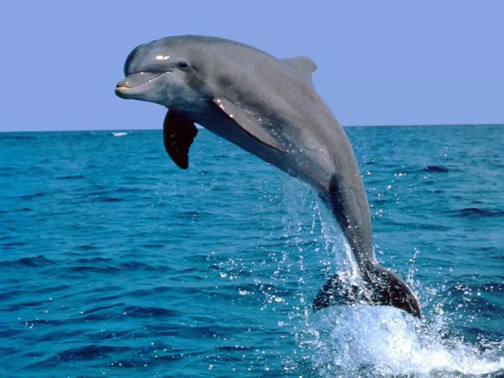 Ist ein gewöhnlicher Delfin ein gewöhnlicher Delfin?