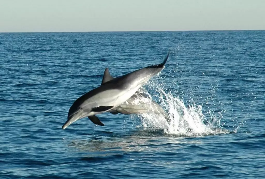 Anụ dolphin bụkarị onye ezinaụlọ ya na -ahụkarị na mpaghara Europe.