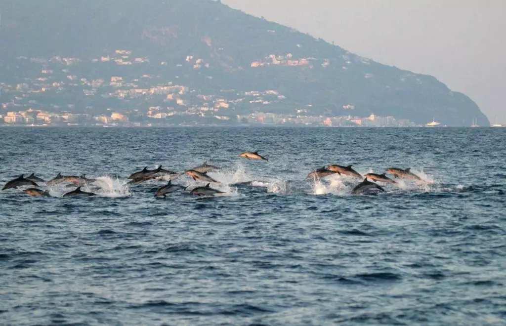 Dị ka ndị bi n'oké osimiri, a na -ahụkarị dolphins nkịtị na nso oke osimiri.