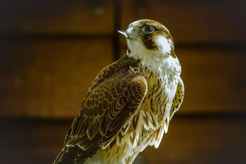 Falcon ya Jangwani (Falco pelegrinoides).