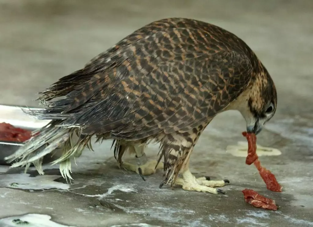 Shahin hampir 100% ornithophagous, yakni memakan burung yang berukuran mulai dari sariawan hingga teal.