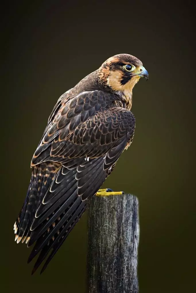 Notehirizina sy novolena tao amin'ny garderie izy io, ary maro ny hybride artifisialy (Shahin-Gyrfalcon, Shahin-Saker Falcon, sns).