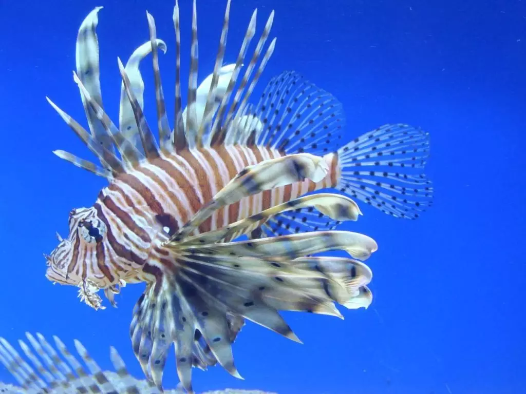 ماهی گورخر (Pterois volitans)