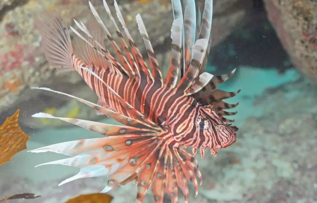 জেব্রা মাছ (Pterois volitans)