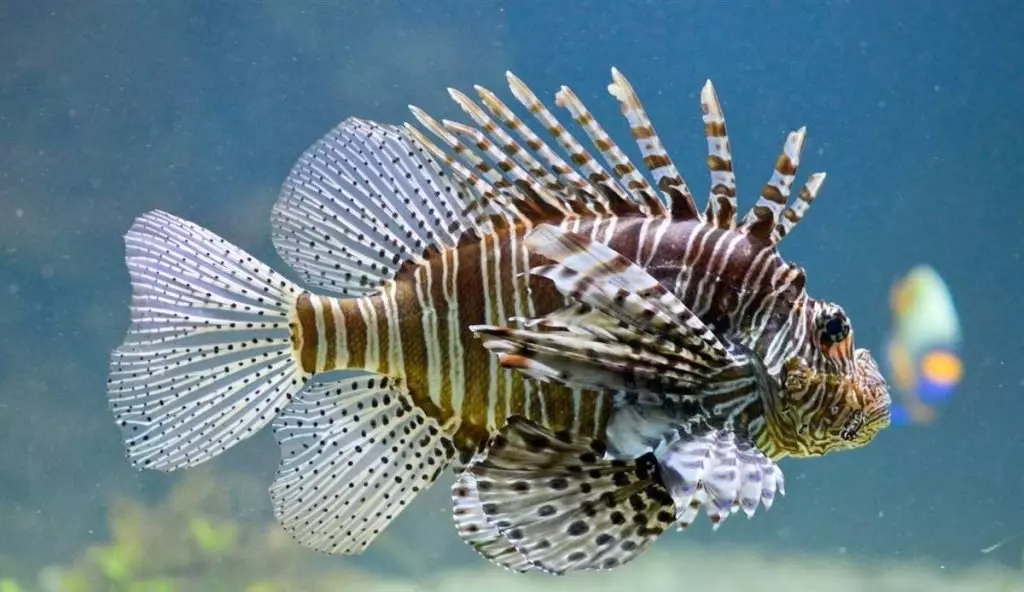 জেব্রা মাছ (Pterois volitans)