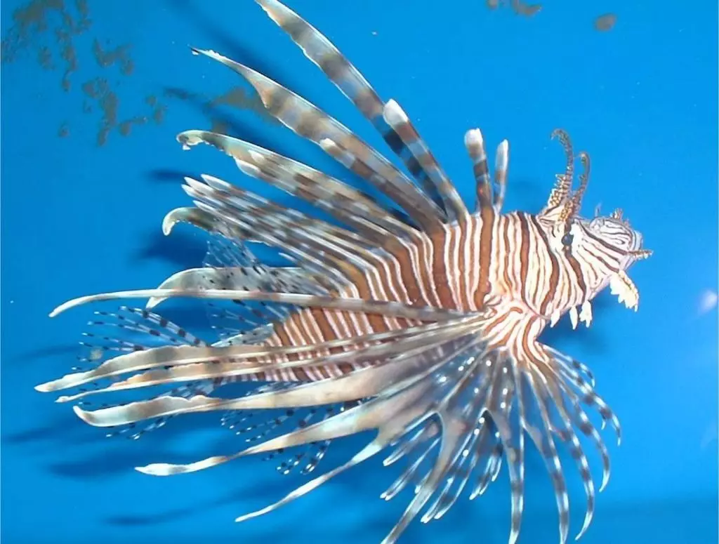 ماهی گورخر (Pterois volitans)