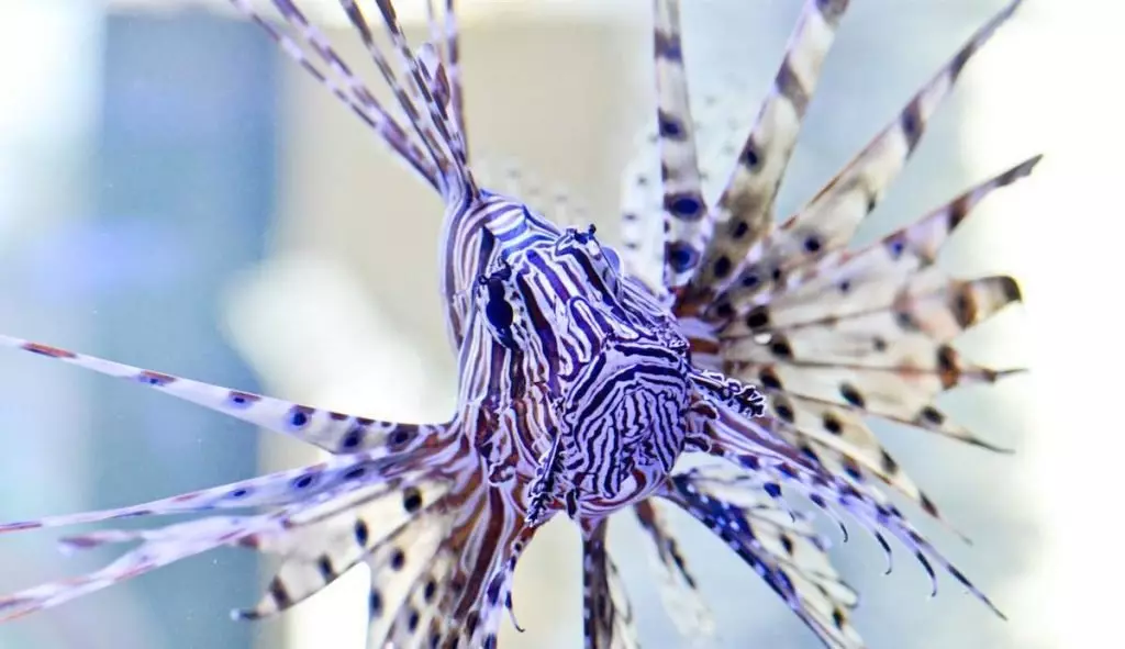 زيبرا م fishي (Pterois volitans)