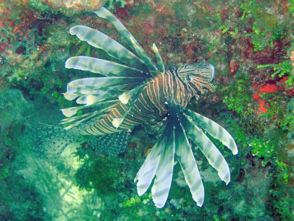 زيبرا م fishي (Pterois volitans)