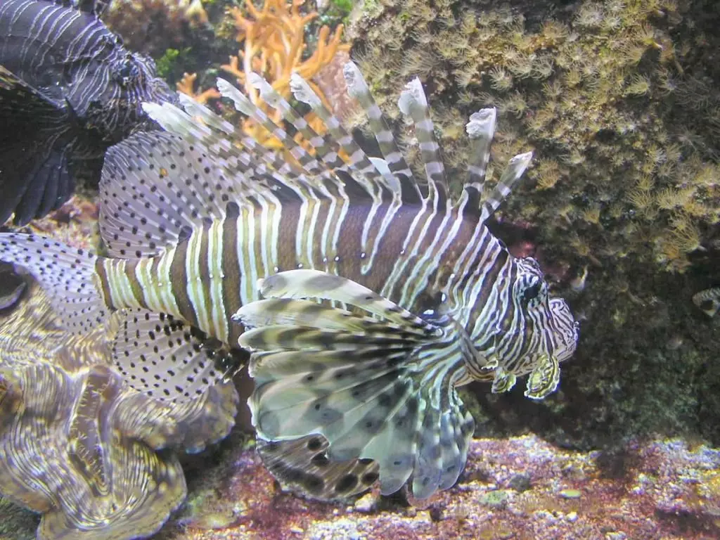 زيبرا م fishي (Pterois volitans)