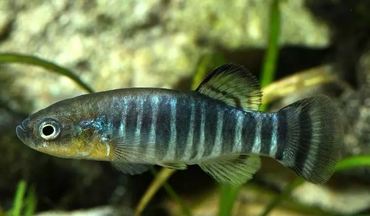 Azrak kartozubik (Aphanius sirhani).