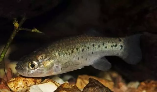 Azraq kartozubik - endemiko sa tubig ng Jordan.