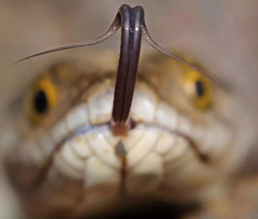 La conoscenza dei serpenti e del loro veleno è molto importante, perché chissà, forse un giorno dovrai affrontare questo killer a sangue freddo?!