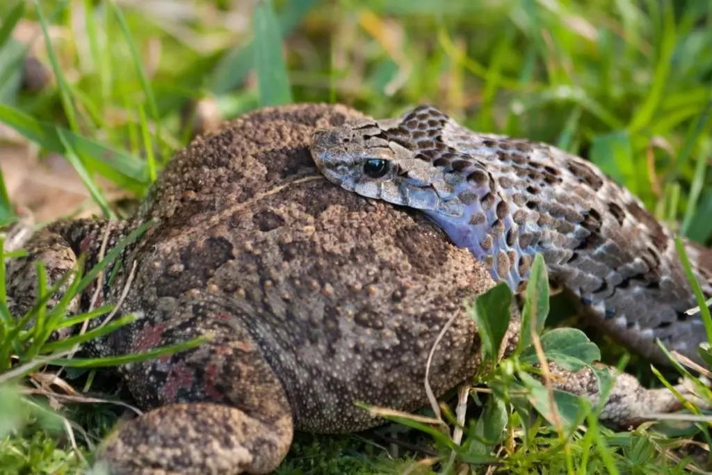 A causa del loro veleno incredibilmente tossico, i serpenti sono in grado di uccidere prede abbastanza grandi. Il problema principale è come ingoiare dopo la cena ottenuta?