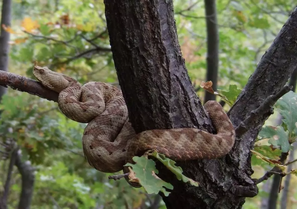 Viper böyük bir güclə dişləyir ki, uzun dişləri qurbanın dərisinə daha dərindən batsın, bəzən zərbənin gücü o qədər böyükdür ki, ilan dişlərini qırar.